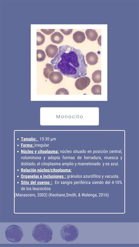 Monocito Analisis De Sangre Hematología Histología