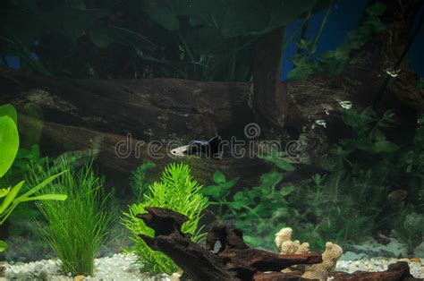 水族馆和鱼自然的植物和岩石热带的鱼图片 包图网企业站
