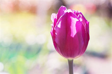 흐리게 매크로 배경에 봄 튤립 꽃입니다 봄 또는 여름 테두리 서식 파일 복사 공간 낭만주의 인사말 카드입니다 화창한 날에 꽃이