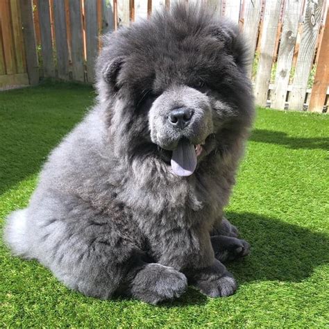 How Much Does A Chow Chow Cost