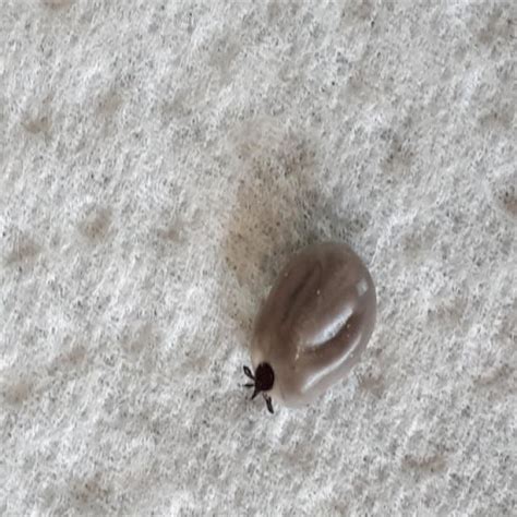 ixodes and rhipicephalus instance segmentation model by sp final
