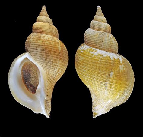 Worms World Register Of Marine Species