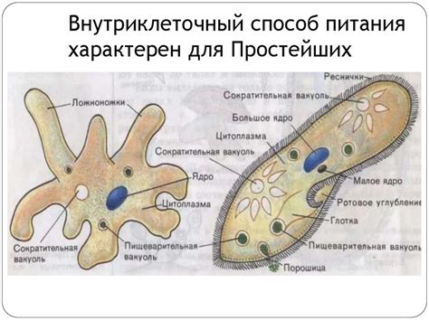 Эволюция органов пищеварительной системы презентация онлайн