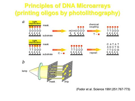 microarrays chipping away at the mysteries of science and medicine