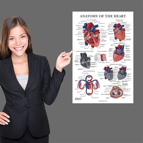 Palace Learning Heart Anatomy Poster Laminated Nepal Ubuy