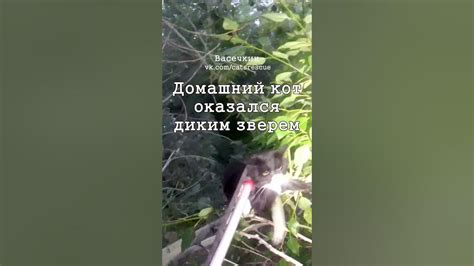 Кот Кеша и его мстя Youtube