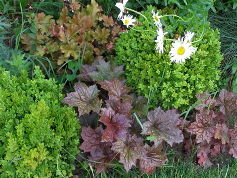 Хойхера тиарела и хойхерела Heuchera Tiarella Page 49 Форум