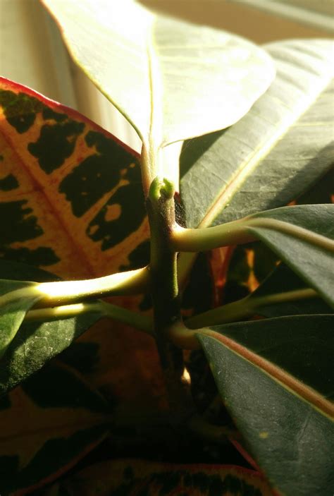 Massive Spider Mite Infestation Through My Whole Collection What Are