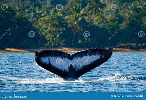 The Tail Of The Humpback Whale Madagascar St Mary`s Island Stock