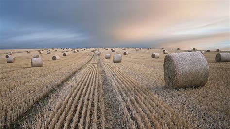 밀 필드 건초 여름 황혼 배경 화면 1920x1080 배경 화면 다운로드