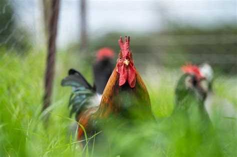 Pollos gallinas y chooks pastando y comiendo hierba en una granja orgánica de rango libre en un