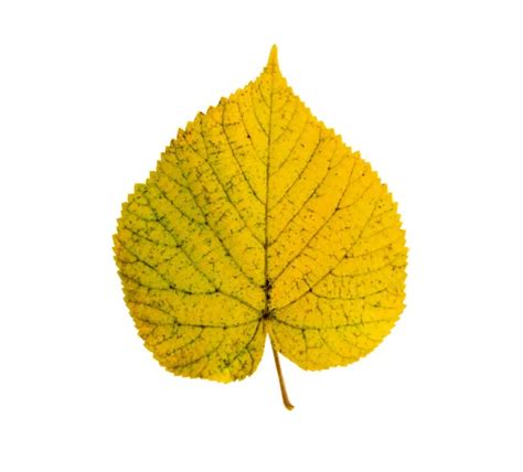 Feuille De Bouleau Jaune Images Libres De Droit Photos De Feuille De