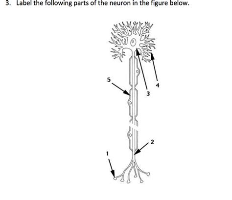 Blank Neuron Diagram