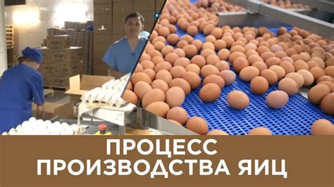 Процесс производства яиц - YouTube