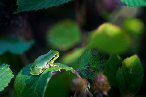 Frosch Amphibie Tier Kostenloses Foto Auf Pixabay Pixabay