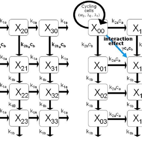 Schematic Representation Of The Tgi Model For Two Drugs Given In