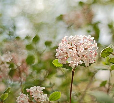 배경 화면 오하이오 주 꽃 50mm 봄 니콘 보케 신시내티 탐험하다 18 가막살 나무속 마리에 몬트