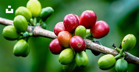 나뭇 가지에서 커피 콩이 자라고 있습니다 사진 Unsplash의 무료 콜롬비아 이미지