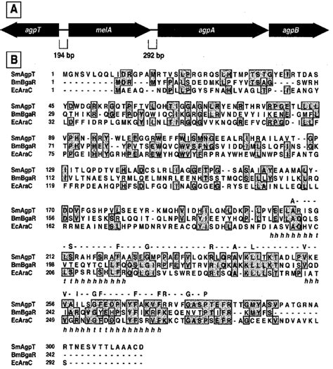 A Map Of The Agpt And The Nearby Mela Agpa And Agpb Genes B Agpt
