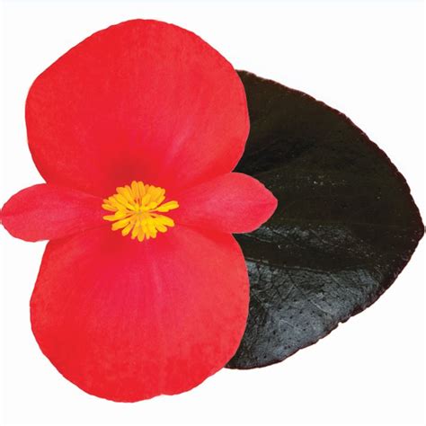 Begonia Hybrida F1 Viking Red On Chocolate Muller Seeds