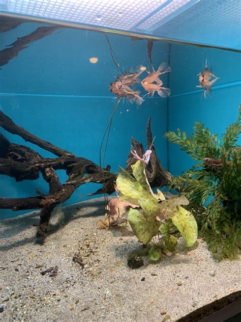 バタフライフィッシュ 熱帯魚の学習塾