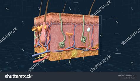 Anatomy Skin Showing Epidermis Dermis Subcutaneous Stock Illustration