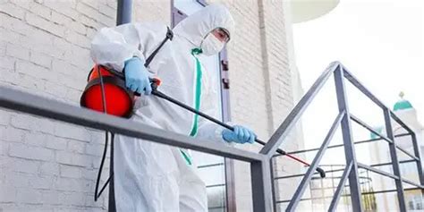 Effective Spider Pest Solutions Pest Control Melbourne