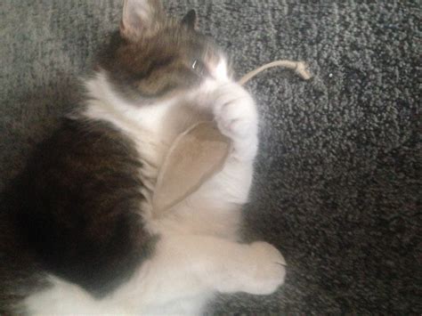 Single Catnip Leather Mouse Cat Toy Repurposed Suede Filled Etsy