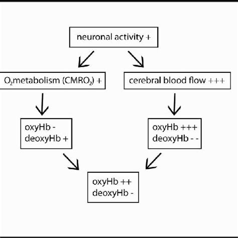 Pdf Functional Near Infrared Spectroscopy Fnirs Principles And Neuroscientific Applications