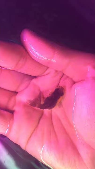 Ranchu Mini 24 4 2018 Youtube