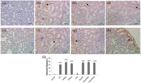 Staining For Cleaved Caspase 3 1100 Apoptotic Cell Numberfield