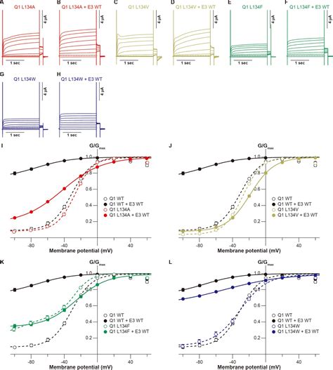 Figures And Data In Optimized Tight Binding Between The S1 Segment And