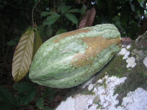 Cocoa Cacao Diseases And Pests Description Uses Propagation