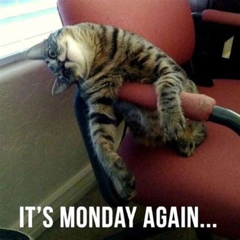 50 Funny Happy Monday Memes