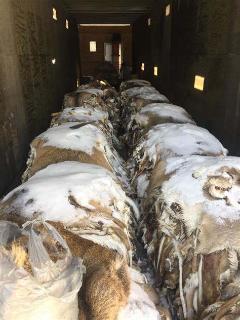 The World Record John Breen Buck Might Be The Greatest 10 Pointer Ever