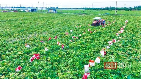 全国农作物病虫害绿色防控示范推广基地名单发布湖北云梦一基地入选 新闻频道 和讯网