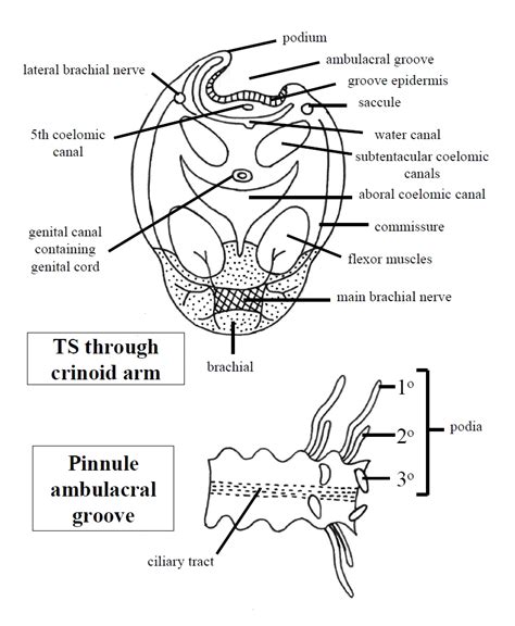 Crinoids