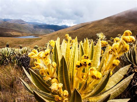guided hiking tour in los nevados national park in colombia