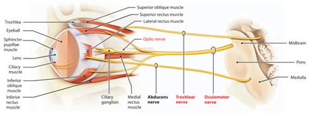 Oculomotor Nerve Earths Lab