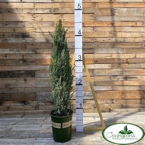 Juniper Skyrocket Covingtons