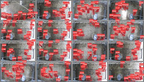 基于轻量级yolov5n开发构建奶牛实例分割检测识别系统 Csdn博客