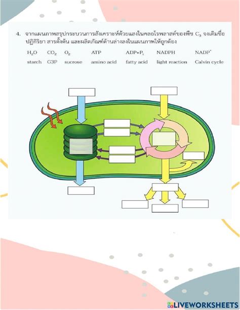 ใบงานที่ 1 เรื่อง การสังเคราะห์แสง ม 5 1 3718051