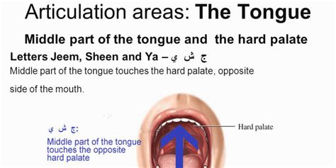 Discovering Articulation Points Of Arabic Letters A Inclusive Guide