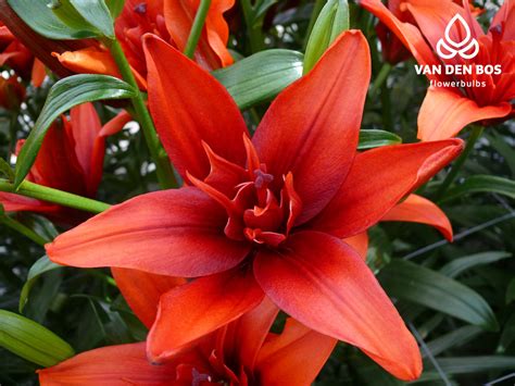 Red Twin® Lily Van Den Bos Flowerbulbs