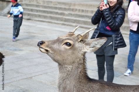 Foto De 奈良公園のシカ Do Stock Adobe Stock