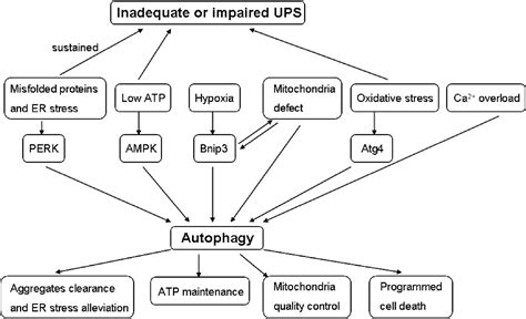 Figure 1 From Autophagy And The Ubiquitin Proteasome System In Cardiac
