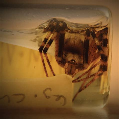 Taxonomical Hierarchy