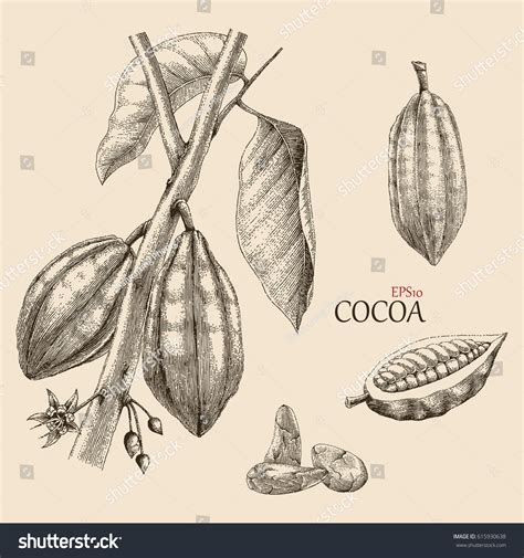 Cocoa Tree Hand Drawing Engraving Style เวกเตอรสตอก ปลอดคาลขสทธ 615930638