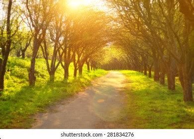 Sun Through Tree Leaves Images Stock Photos Vectors Shutterstock