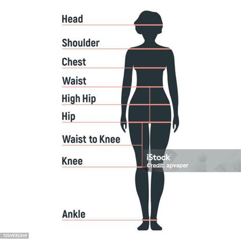 여성 크기 차트 해부학 인간의 캐릭터 사람들이 앞을 더미와 흰색 평면 벡터 일러스트에 고립 된 측면 바디 실루엣을 볼 수